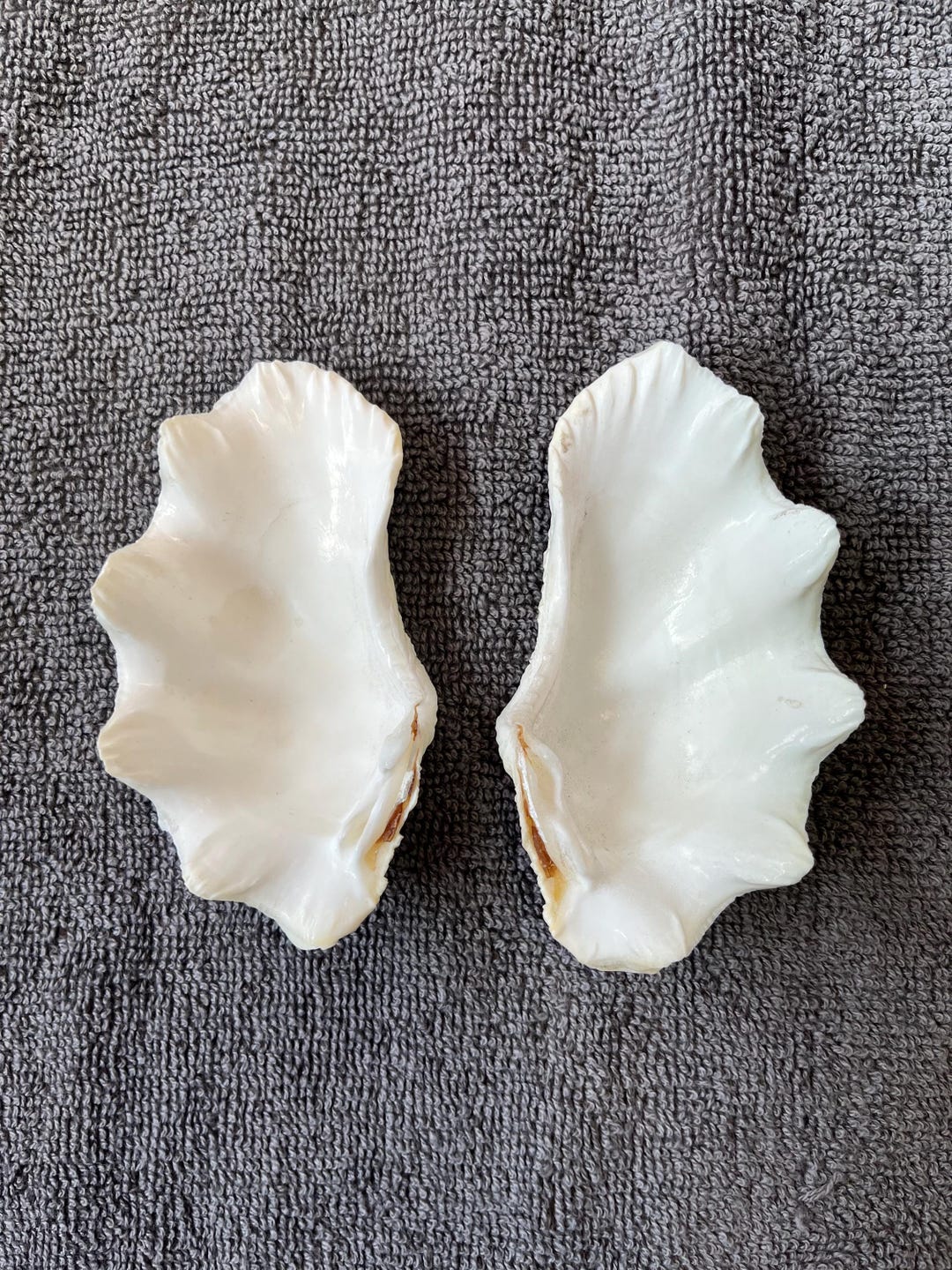 Giant Clam Sea Shell Complete Pair Fluted Clam Trinket Dish Display ...