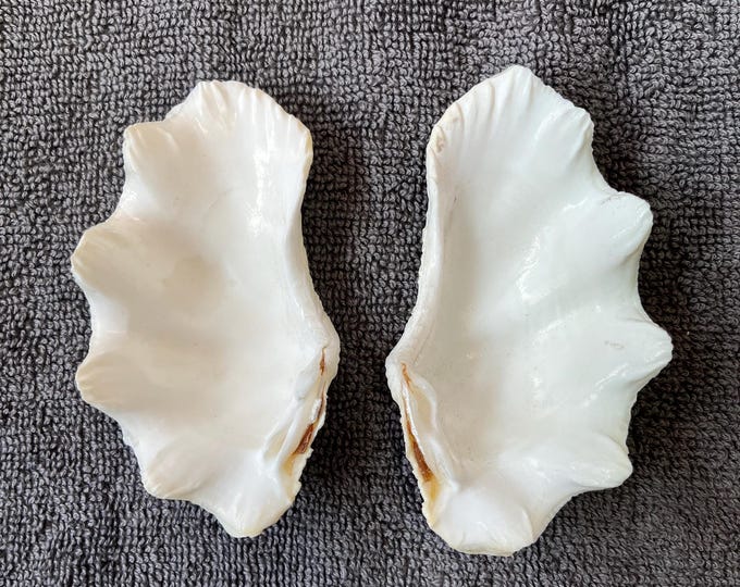 Giant Clam Sea Shell Complete Pair Fluted Clam Trinket Dish Display ...