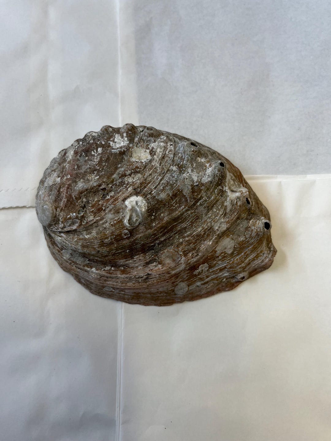 Green Abalone Shell Natural Sea Shell Rough Shell Smudging Cleansing - Etsy