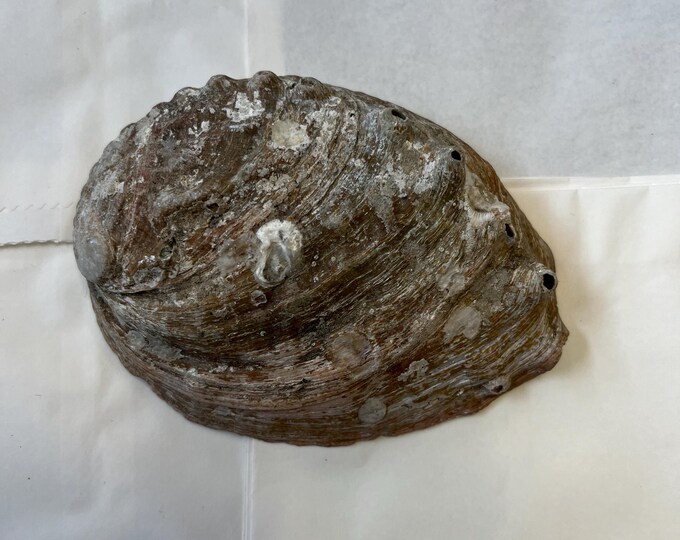 Green Abalone Shell Natural Sea Shell Rough Shell Smudging Cleansing - Etsy