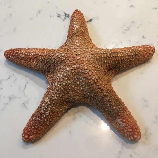 Star Fish Starfish - Etsy