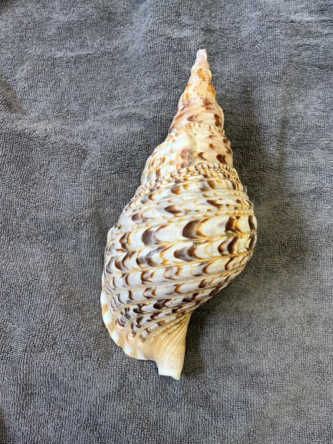 Trumpet Triton Shell Charonia Tritonis Natural Rare Antique Sea Shell ...