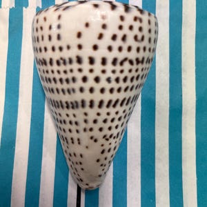 Leopard Cone Shell Large Seashell Conus Leopardus Genuine Real Natural ...
