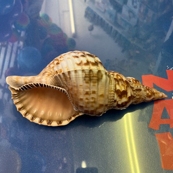 Rare Sea Shells - Etsy