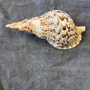 Trumpet Triton Shell Charonia Tritonis Natural Rare Antique Sea Shell ...