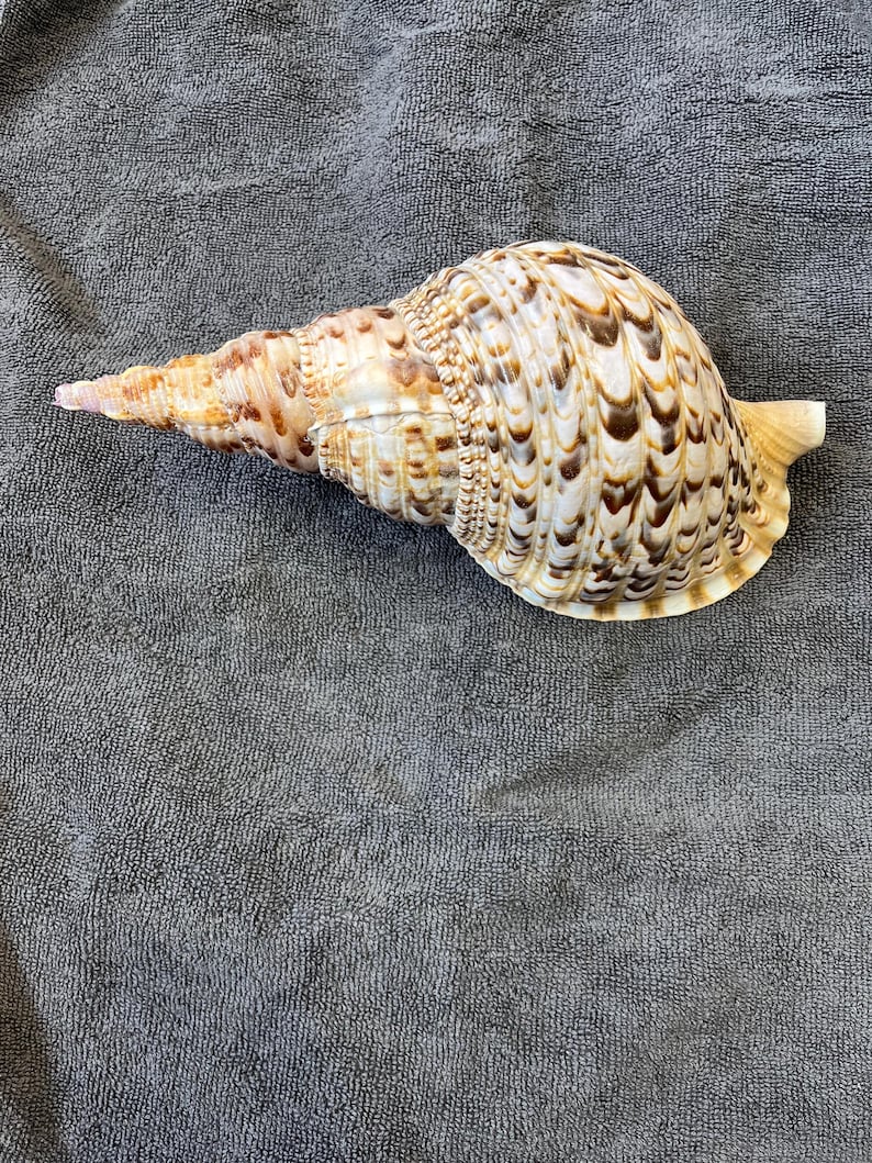 Trumpet Triton Shell Charonia Tritonis Natural Rare Antique Sea Shell ...