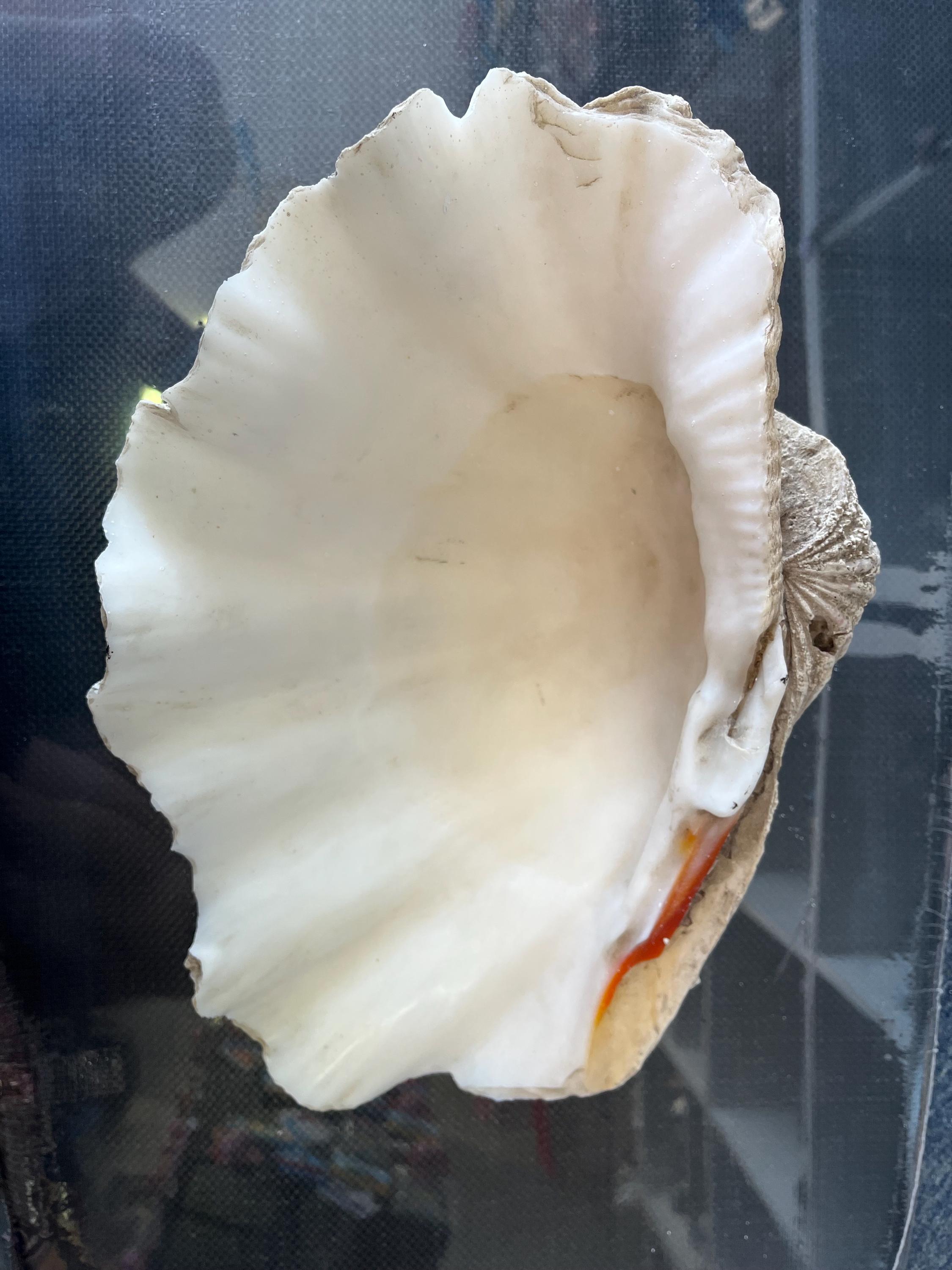 Giant Clam Shell Real Sea Shell Rare Strawberry Bear Claw Clam Horses ...