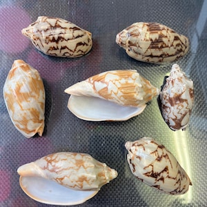 Bat Wing Volute Shell Cymbiola Vespertilio Natural Sea Shell From ...