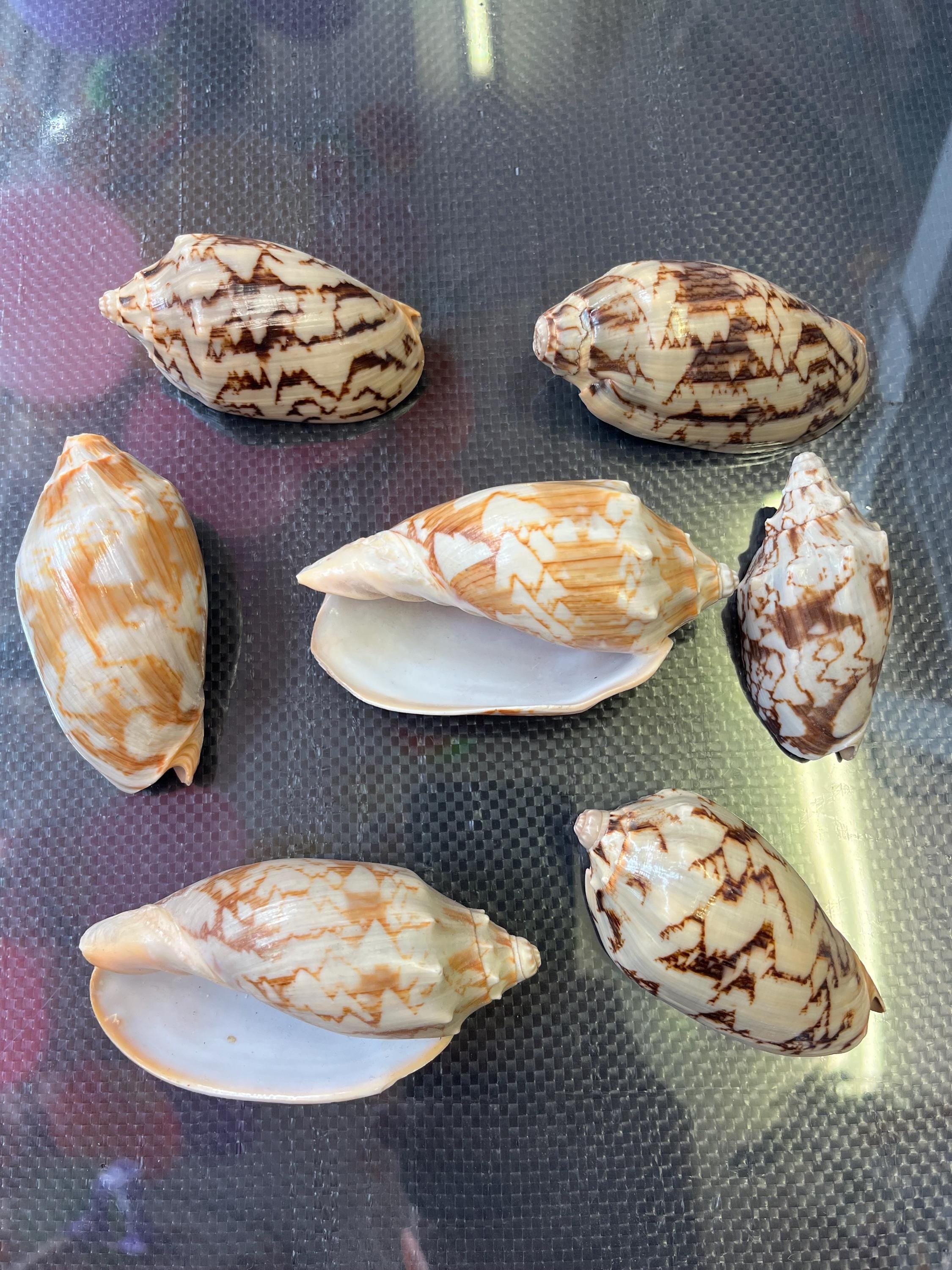 Bat Wing Volute Shell Cymbiola Vespertilio Natural Sea Shell From ...