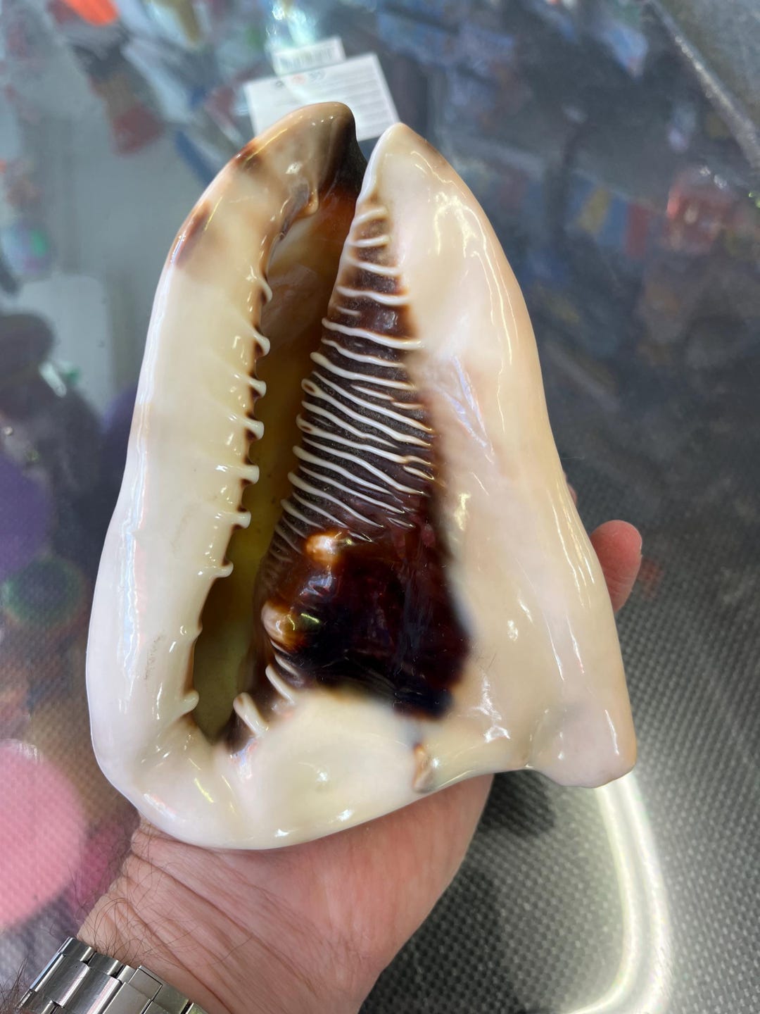 King Helmet Shell Sea Shell Medium Rare Cassis Tuberosa Natural Wedding ...