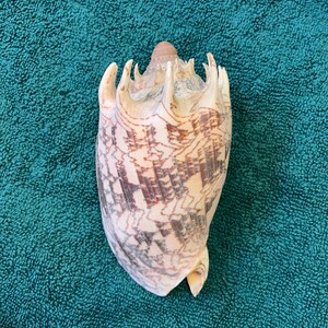 Imperial Volute Shell Cymbiola Imperialis Natural Sea Shell Pattern Sea ...