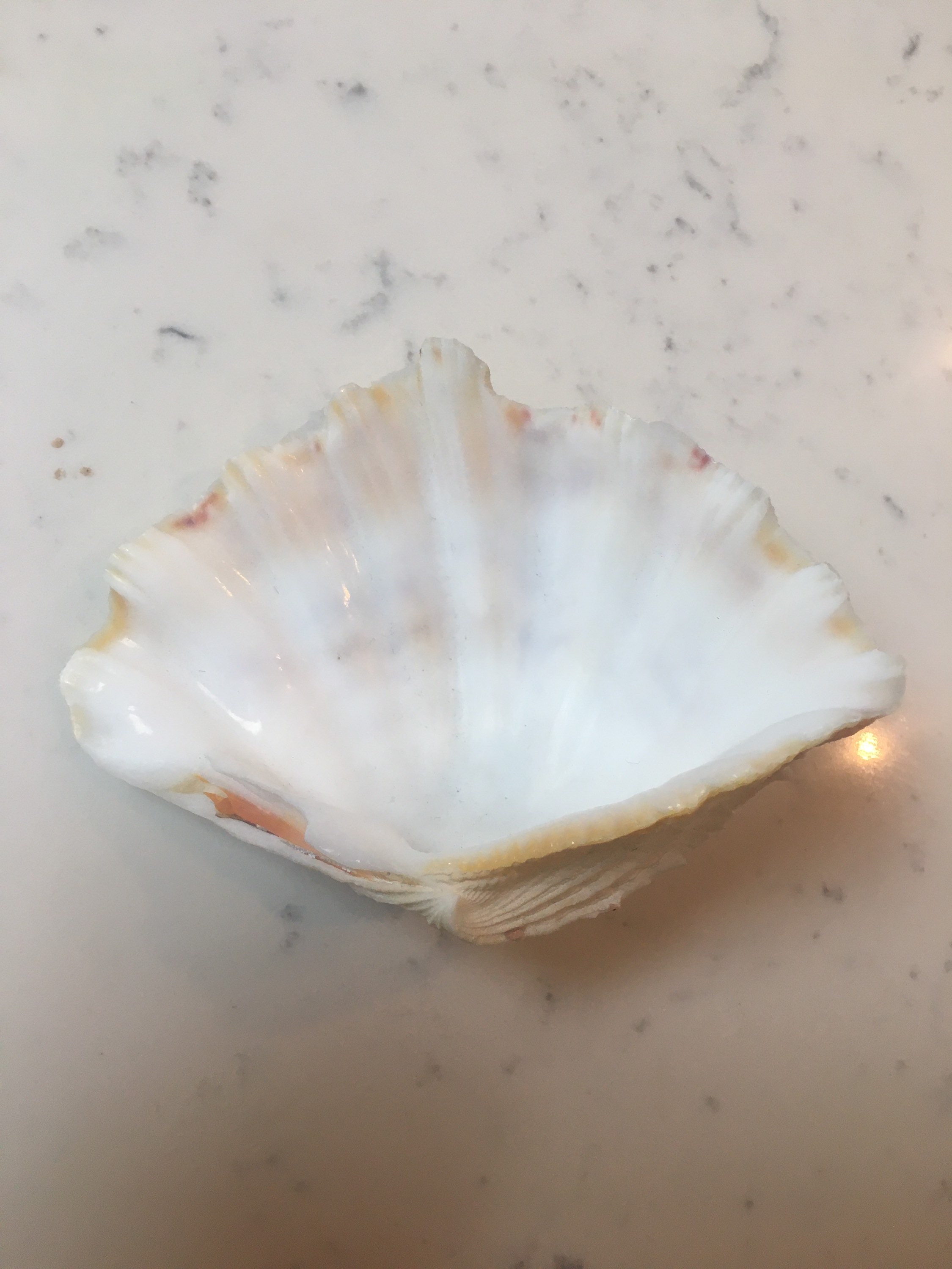 Giant Clam Shell Strawberry Bear Claw Clam Horses Hoof Clam - Etsy