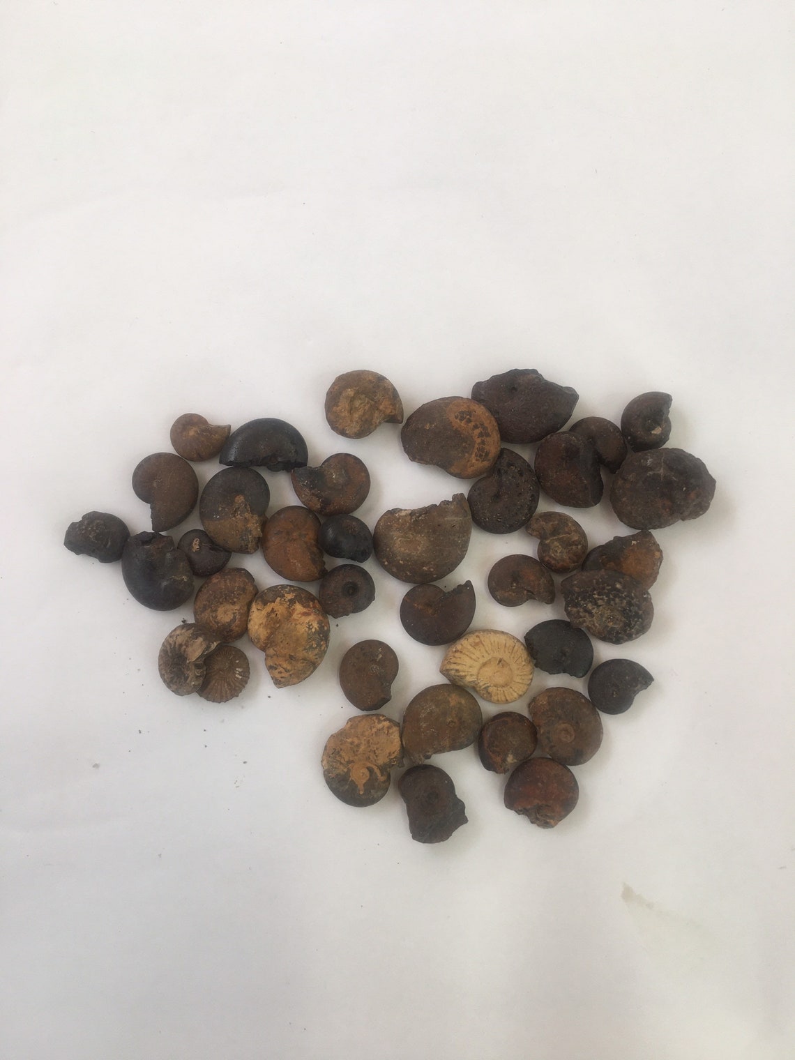 Fossil Ammonite Natural X 12 12 Pieces Mini Fossils Stocking Fillers ...