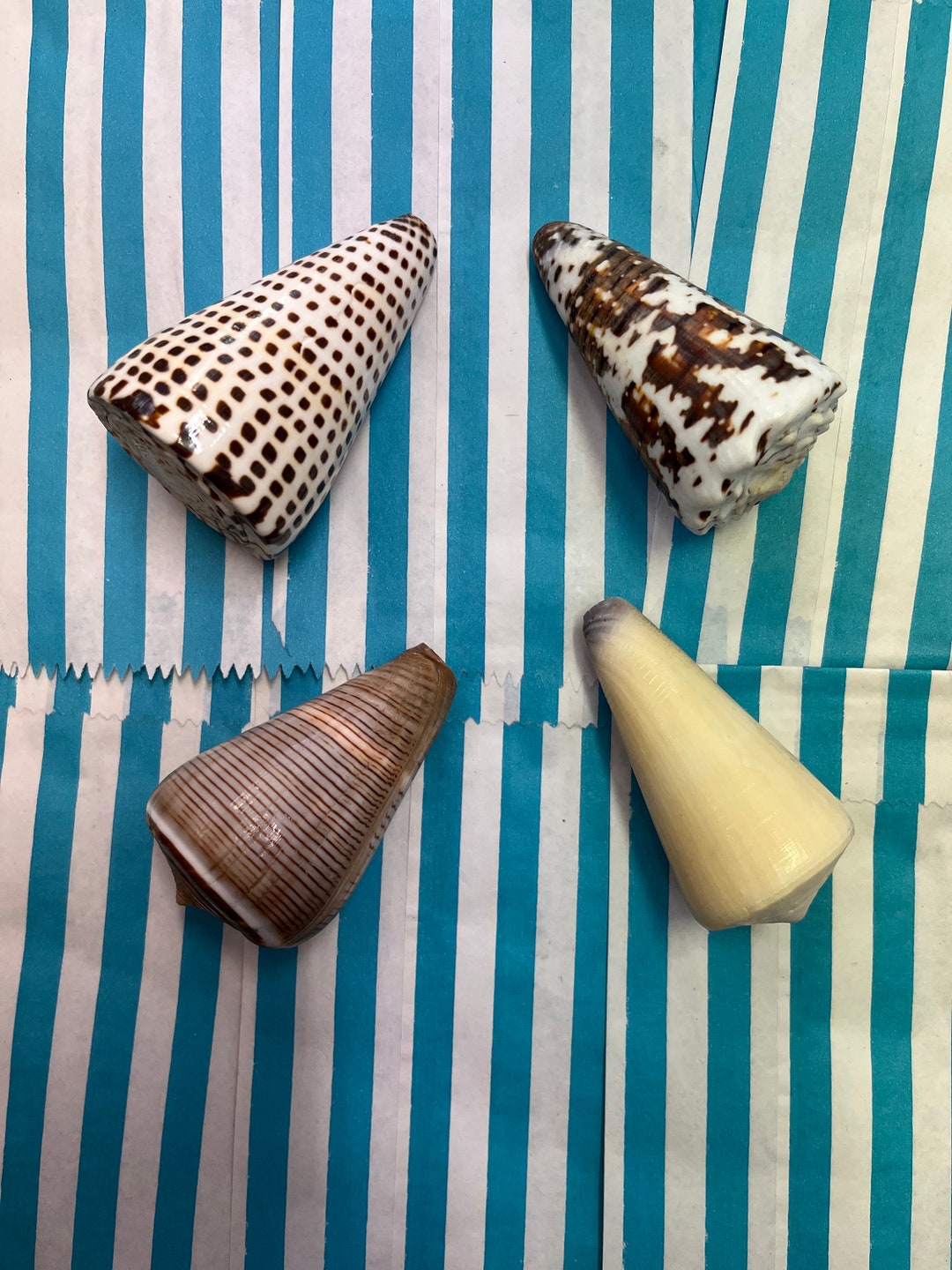 Cone Shell Collection Set of 4 Shells Seashell Selection Natural ...