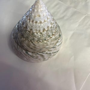 Trochus Shell Large Giant Pearl Shell Polished Display Piece Shop ...