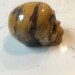 Pinto Abalone Shell Northern Ablalone Threaded Abalone Haliotis ...