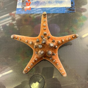 Real Starfish Knobbly Starfish Dried Sea Star Giant Nodulated - Etsy