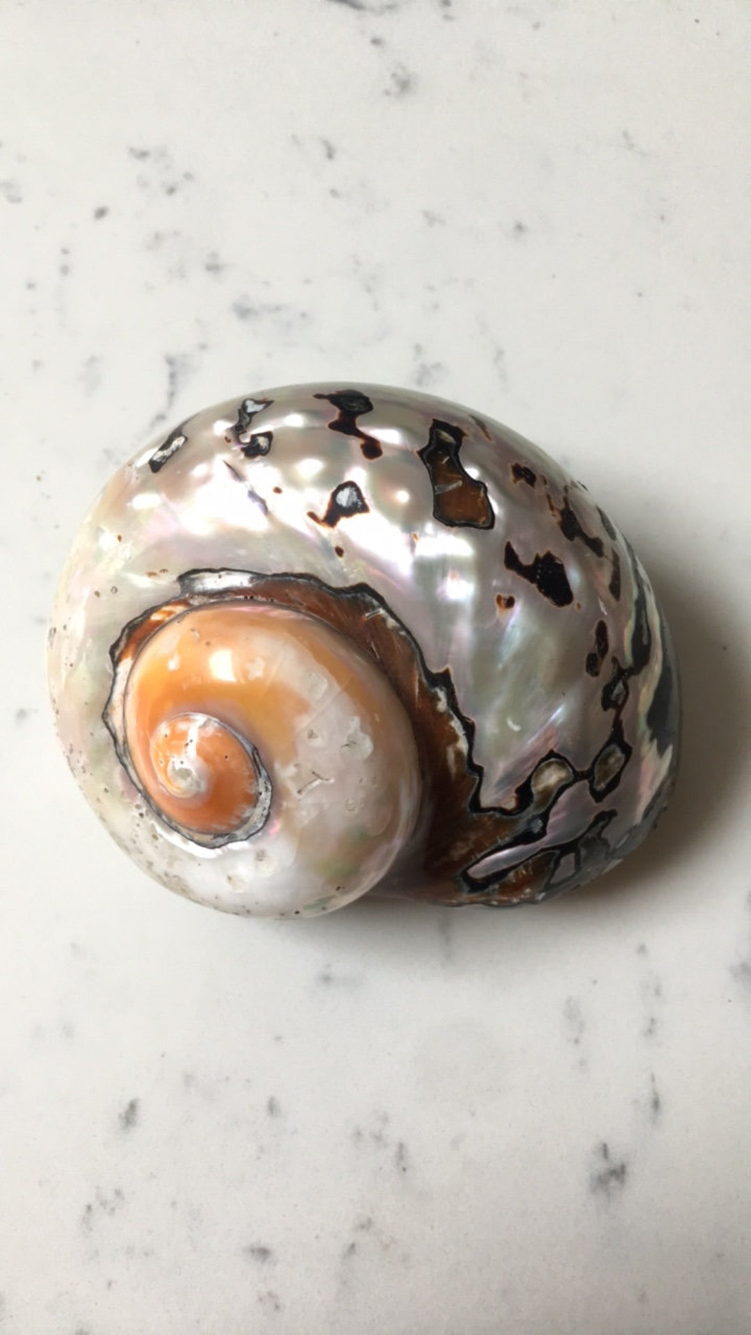 Turbo Sarmaticus Sea Shell Polished Natural Snail From Africa Beautiful ...