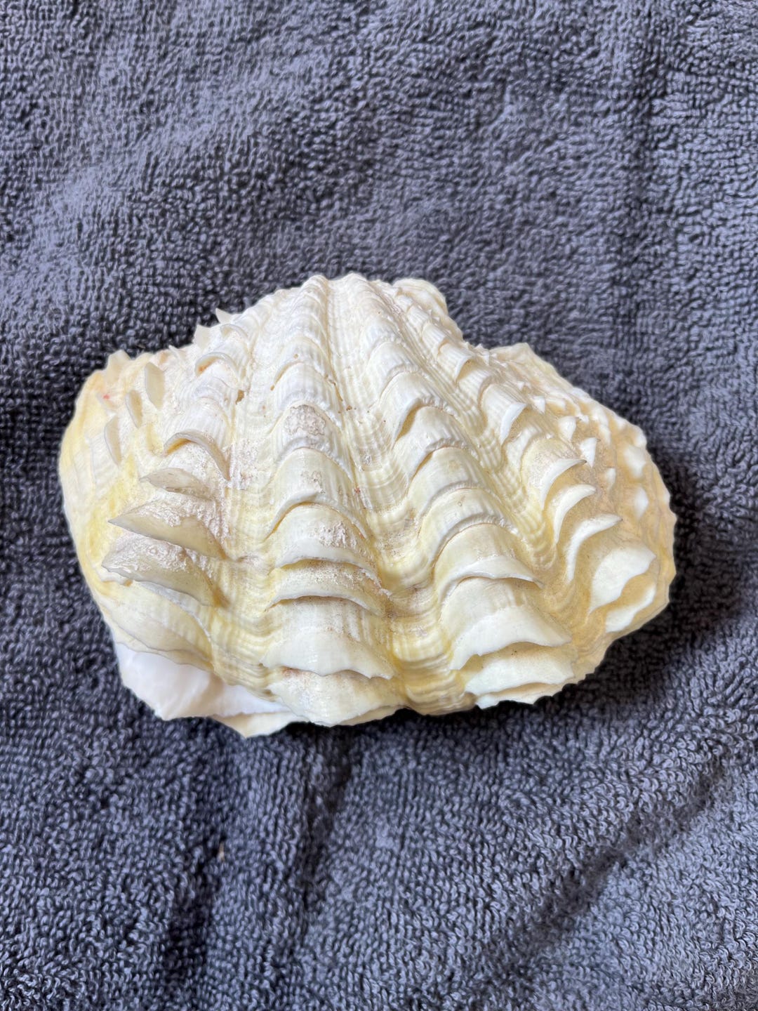 Giant Clam Sea Shell Complete Pair Fluted Clam Trinket Dish Display ...