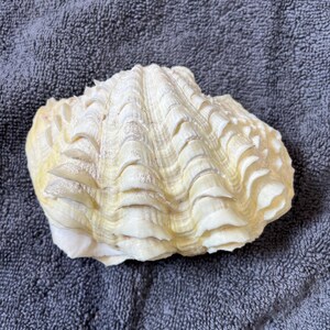Giant Clam Sea Shell Complete Pair Fluted Clam Trinket Dish Display ...