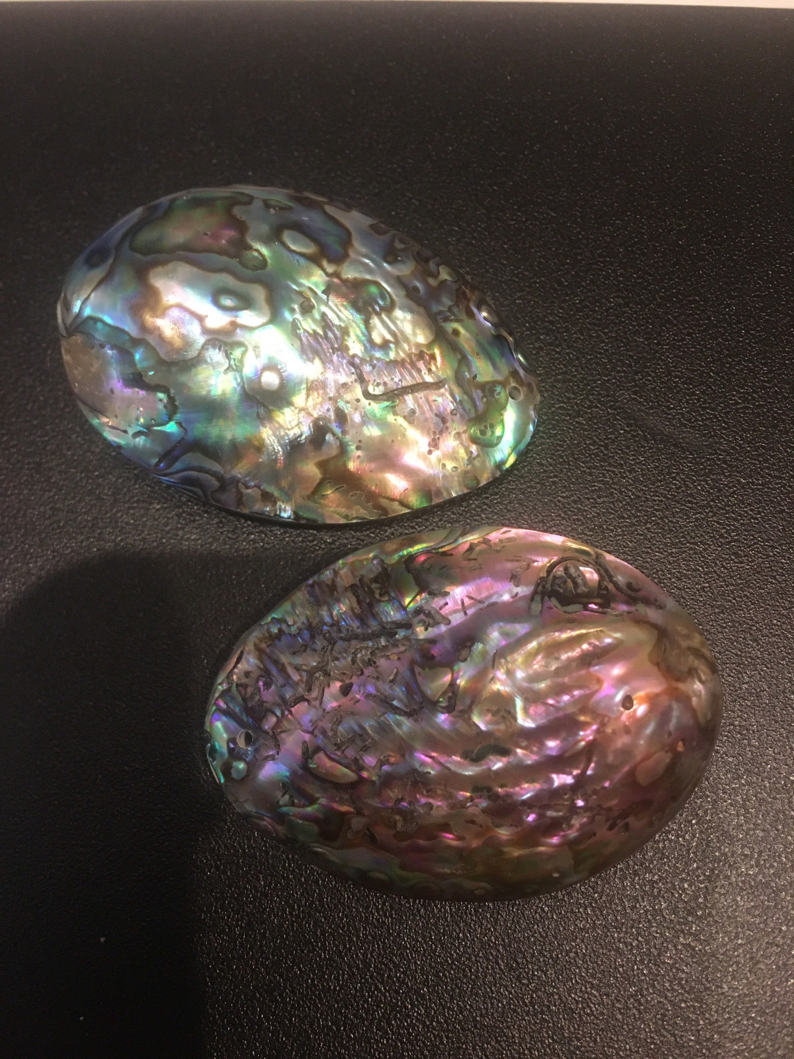 Abalone Paua Shell Complete Pair for Display Pendant From New Zealand ...