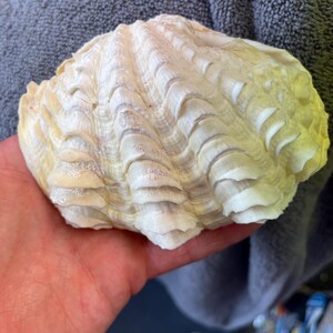 Giant Clam Sea Shell Complete Pair Fluted Clam Trinket Dish Display ...