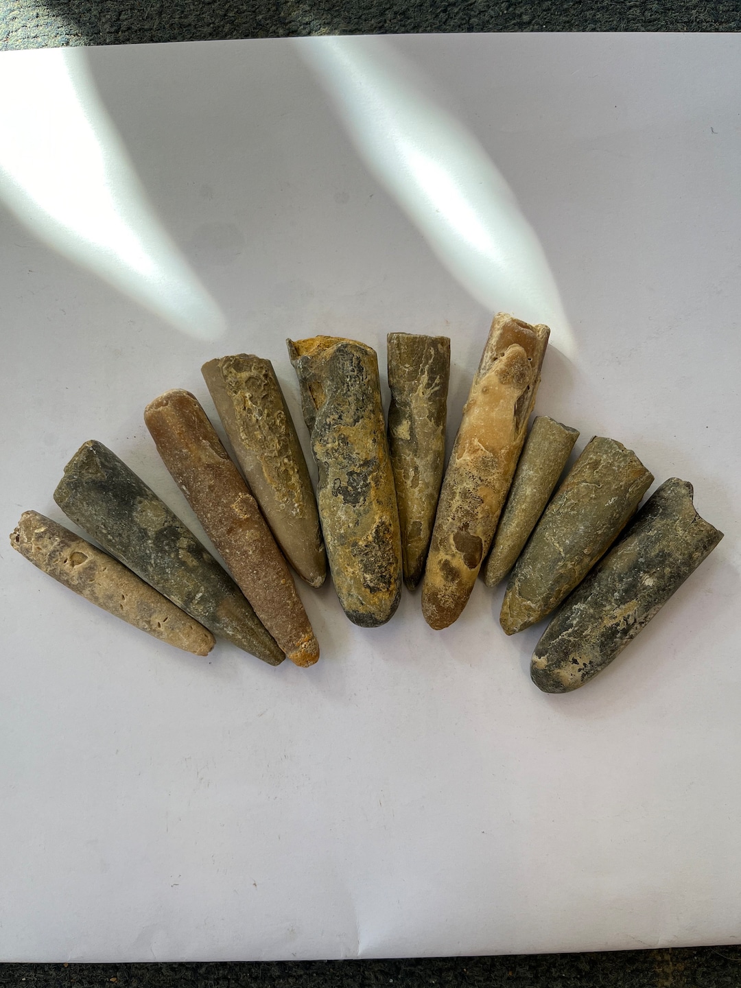 Belemnite Fossil Squid Like Creature From Morocco Natural Ancient ...