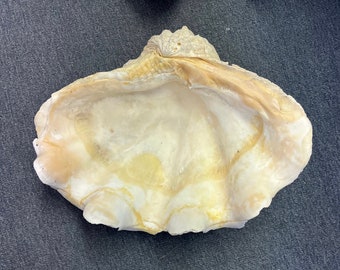 Sea Shell Giant Whole Clam With Stand - Etsy