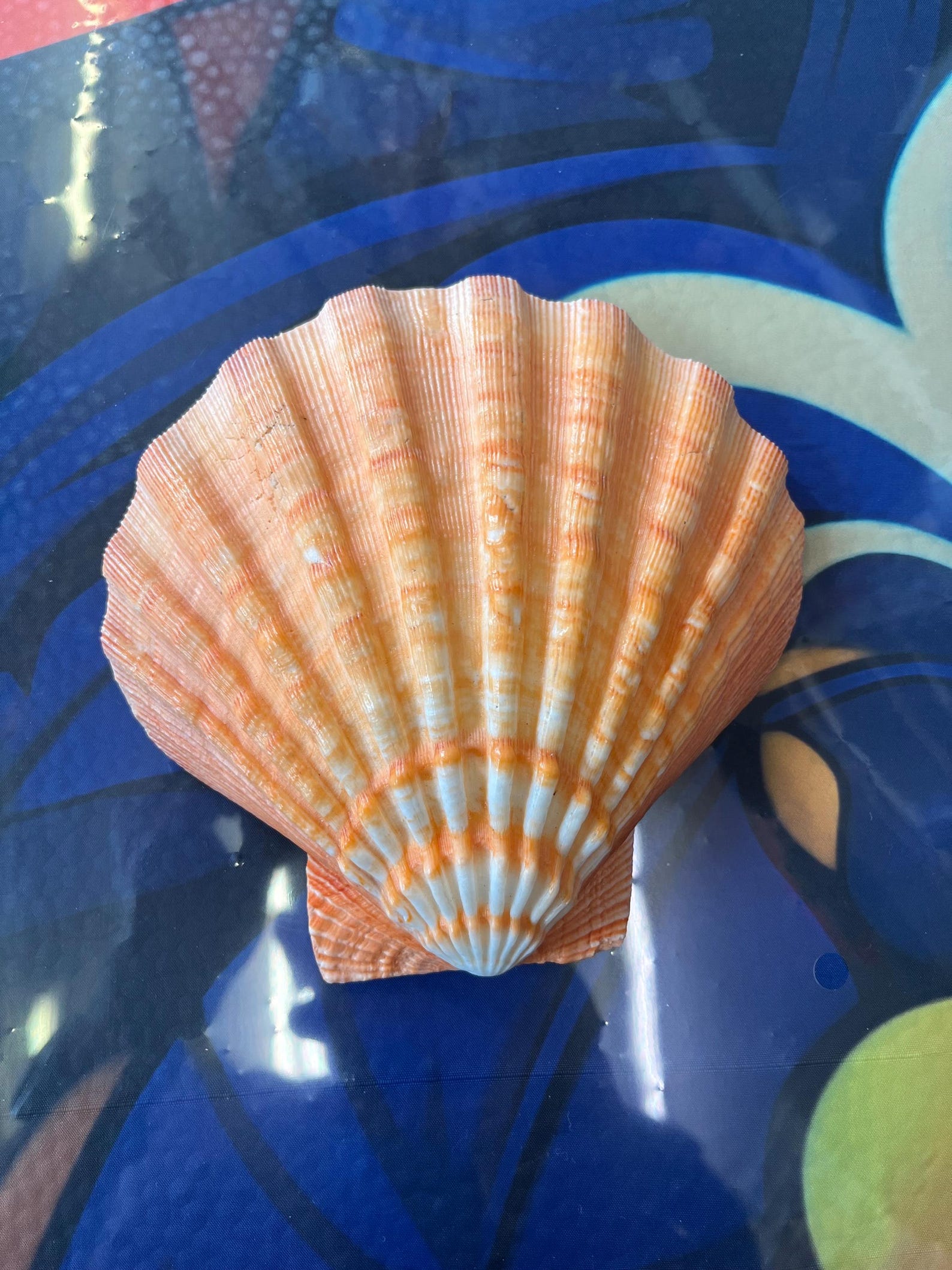Lions Paw Scallop Shell Giant Sea Shell Mollusc Natural Orange Shell ...