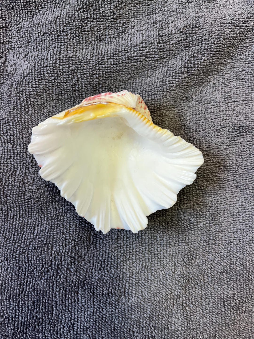 Giant Clam Shell Strawberry Bear Claw Clam Horses Hoof Clam Rare ...