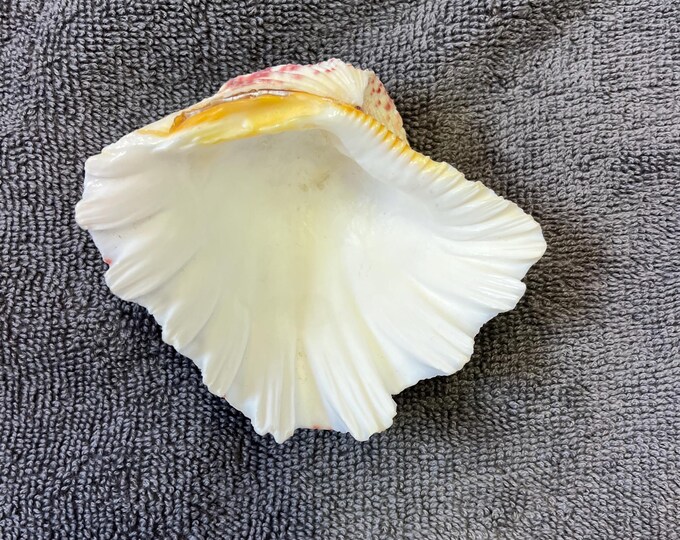 Giant Clam Shell Strawberry Bear Claw Clam Horses Hoof Clam Rare ...