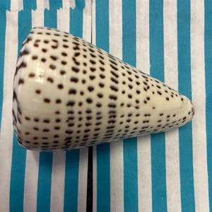 Leopard Cone Shell Large Seashell Conus Leopardus Genuine Real Natural ...