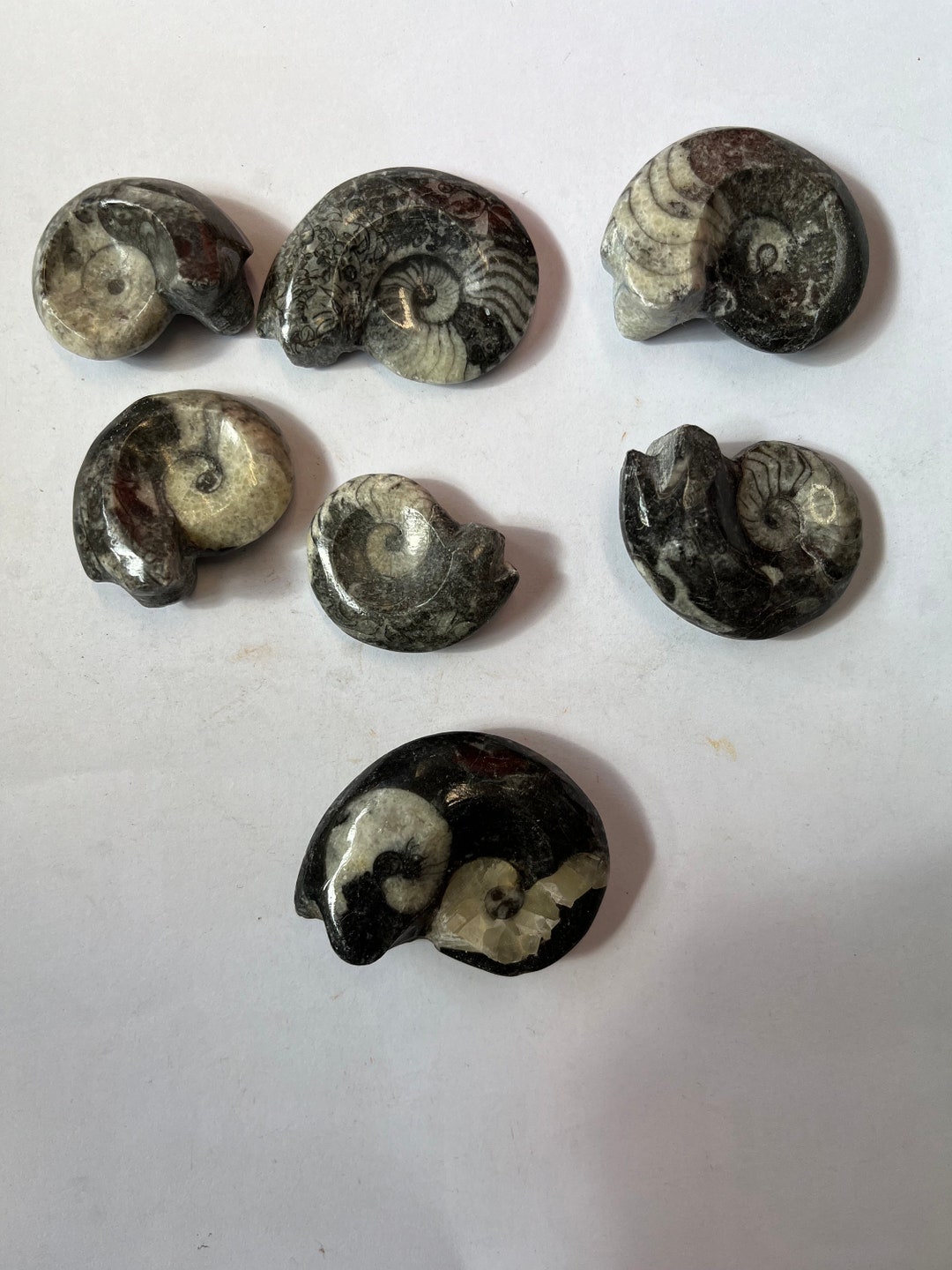 Fossil Goniatite Marine Creature Ancient Ammonoid Polished Marine ...