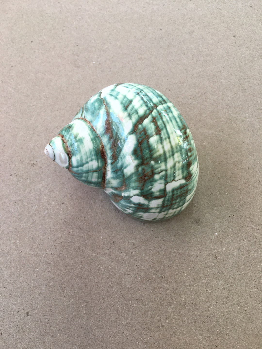 Green Turbo Shell Turbo Borghese Turbo Imperialis Polished African Sea ...