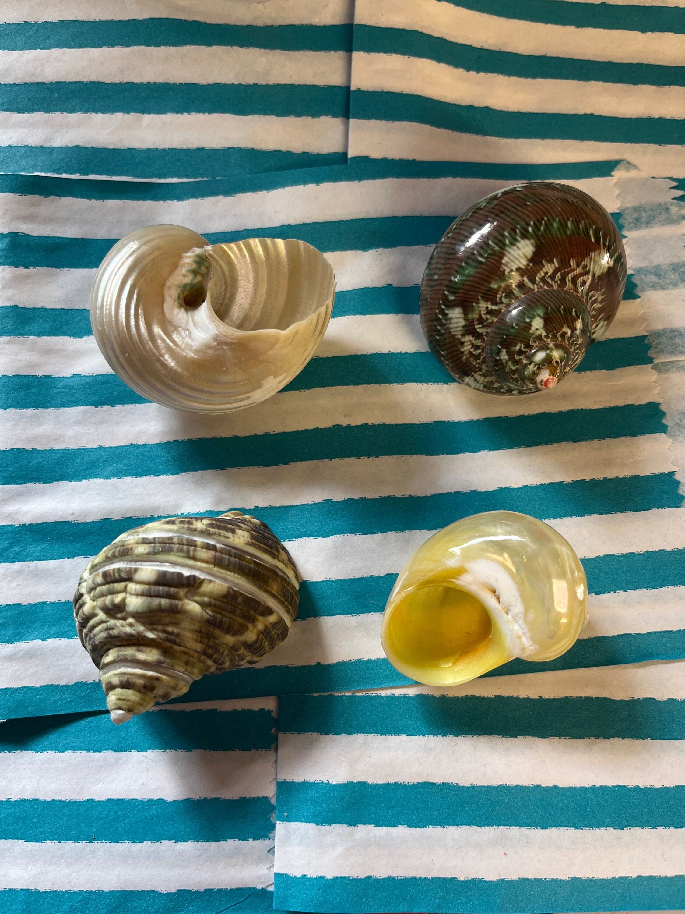 Turbo Shell Selection X 4 Shells From Philippines Natural - Etsy