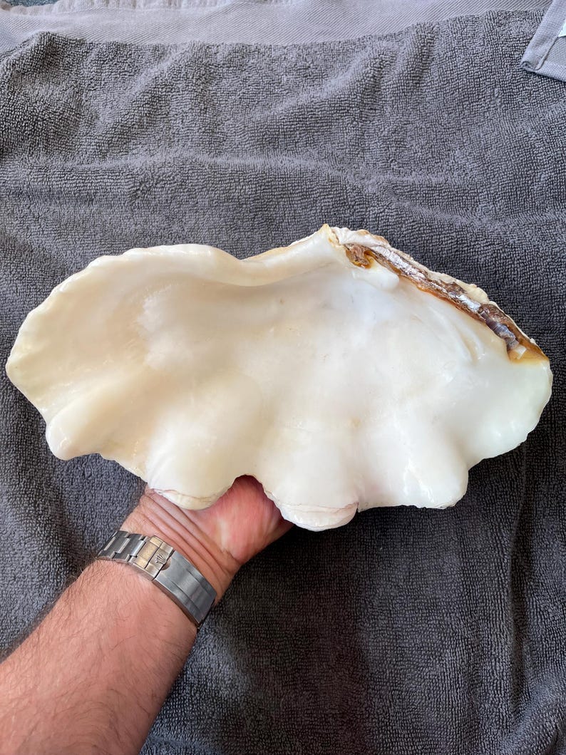 Giant Clam Sea Shell Fluted Clam Tridacna Squamosa Trinket Dish Display ...
