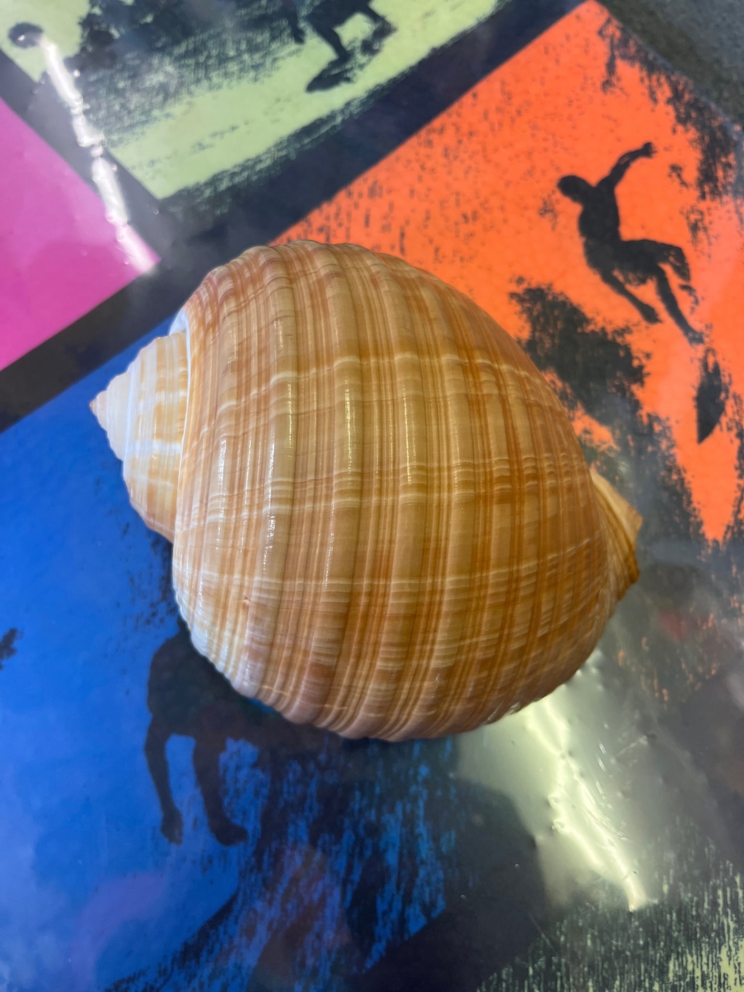 Tonna Shell Giant Tun Shell Tonna Galea Large Natural Sea - Etsy