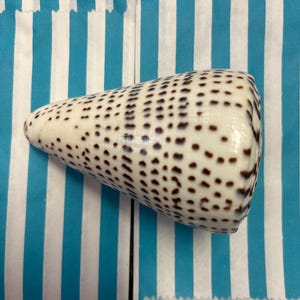 Leopard Cone Shell Large Seashell Conus Leopardus Genuine Real Natural ...