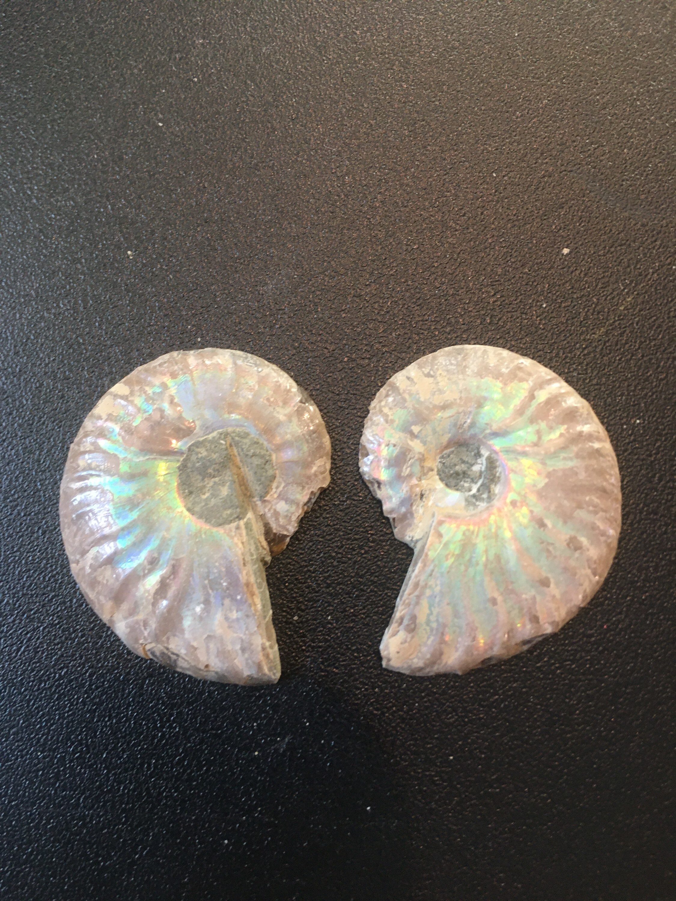 Ammonite Fossil Polished Half Specimen Pairs Conch Shell - Etsy