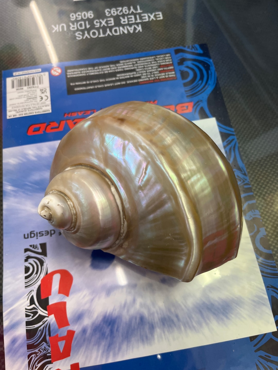 Turbo Marmoratus Shell Giant Green Turban Sea Shell Rare Antique Shell ...