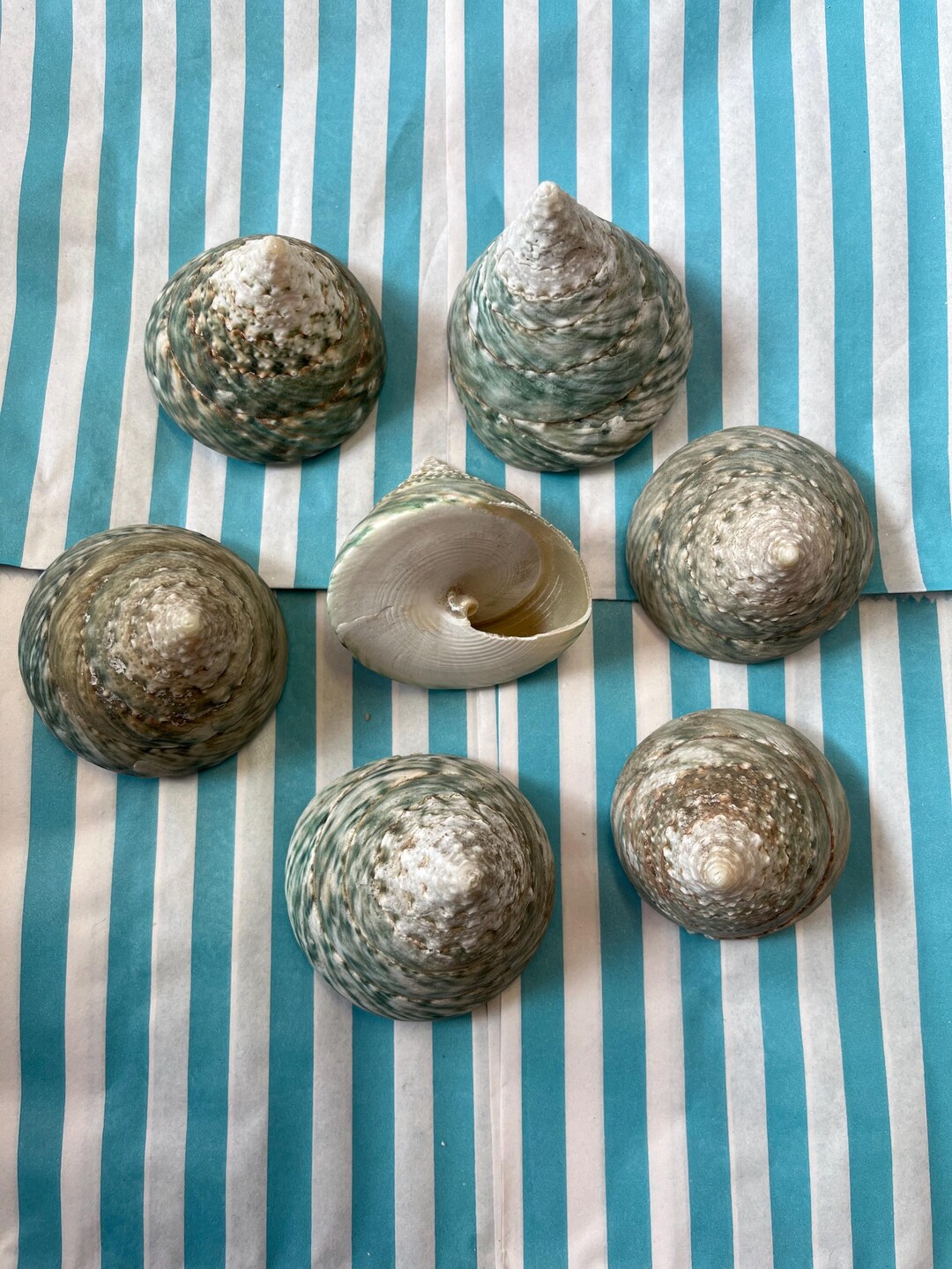 Green Trochus Shell Natural Green Sea Shell From Philippines Trochus ...