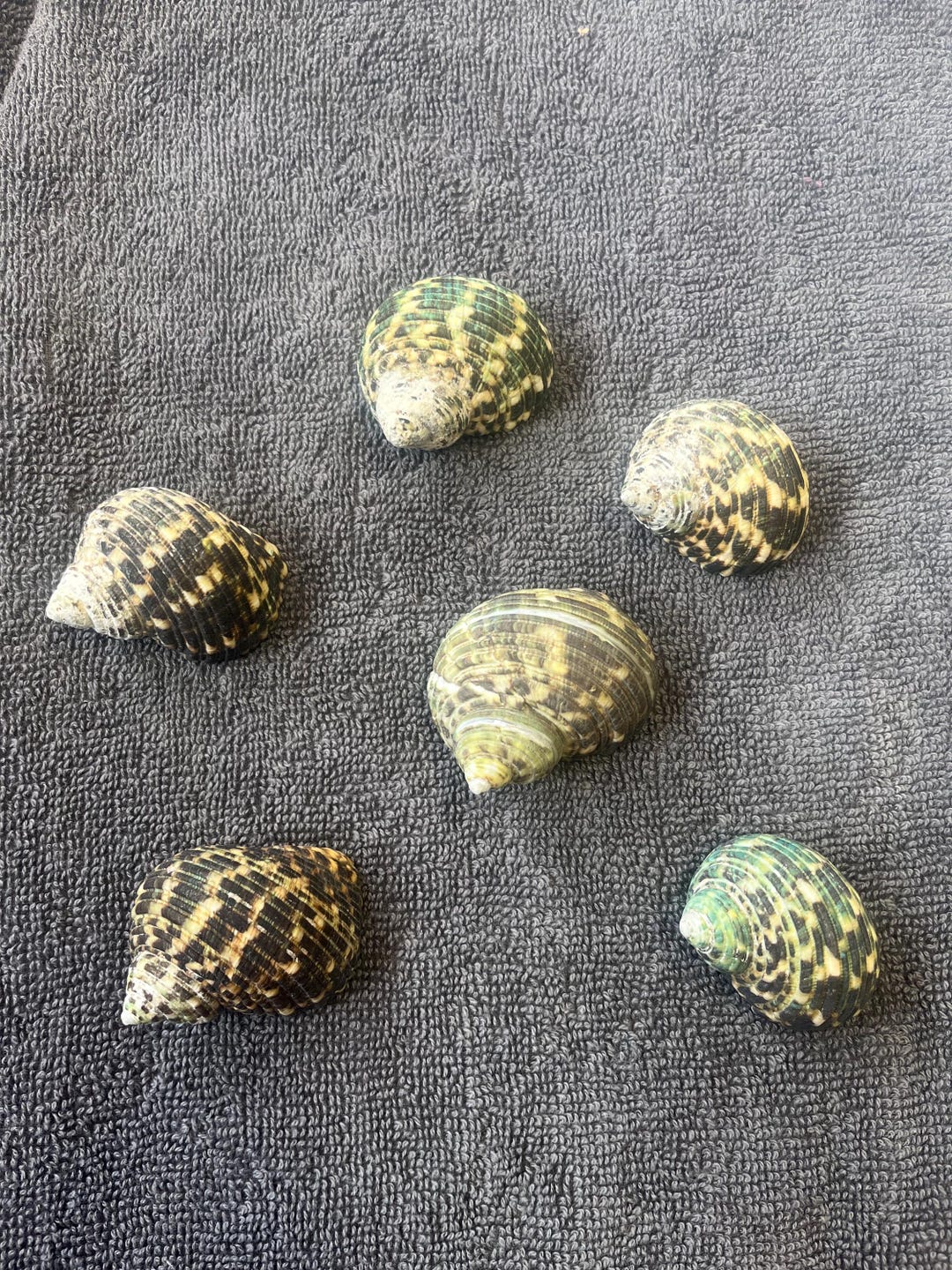 Green Turbo Shell Natural Shell Hermit Crab Shell House From ...