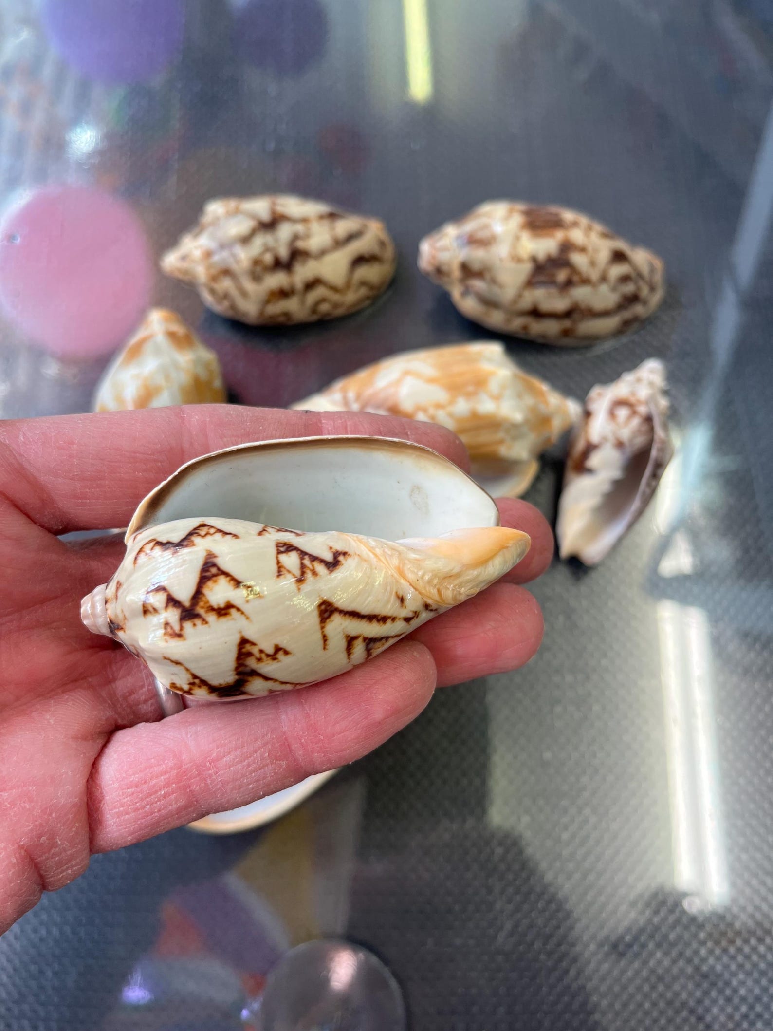 Bat Wing Volute Shell Cymbiola Vespertilio Natural Sea Shell From ...