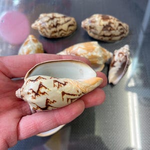 Bat Wing Volute Shell Cymbiola Vespertilio Natural Sea Shell From ...