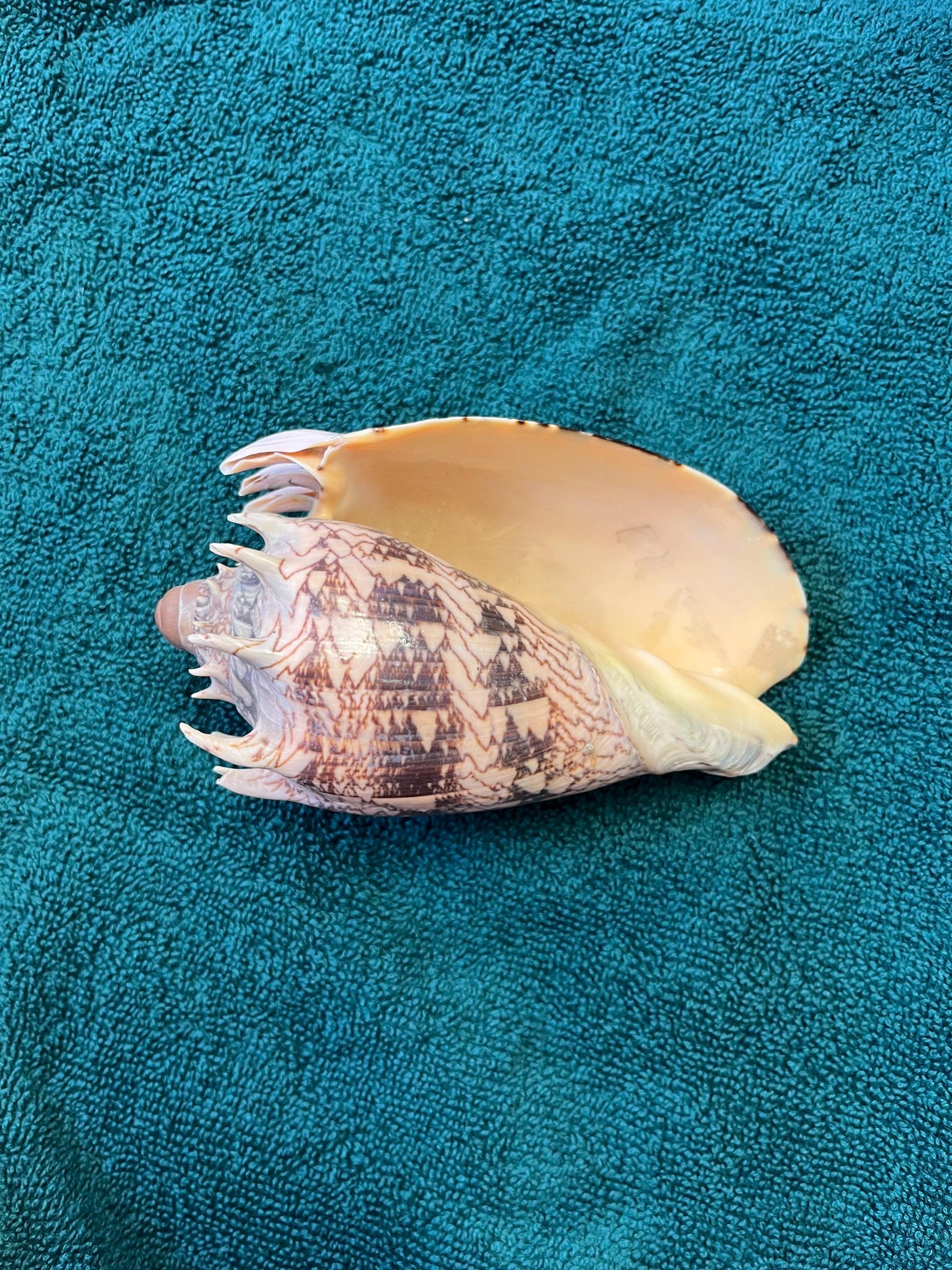 Imperial Volute Shell Cymbiola Imperialis Natural Sea Shell Pattern Sea ...