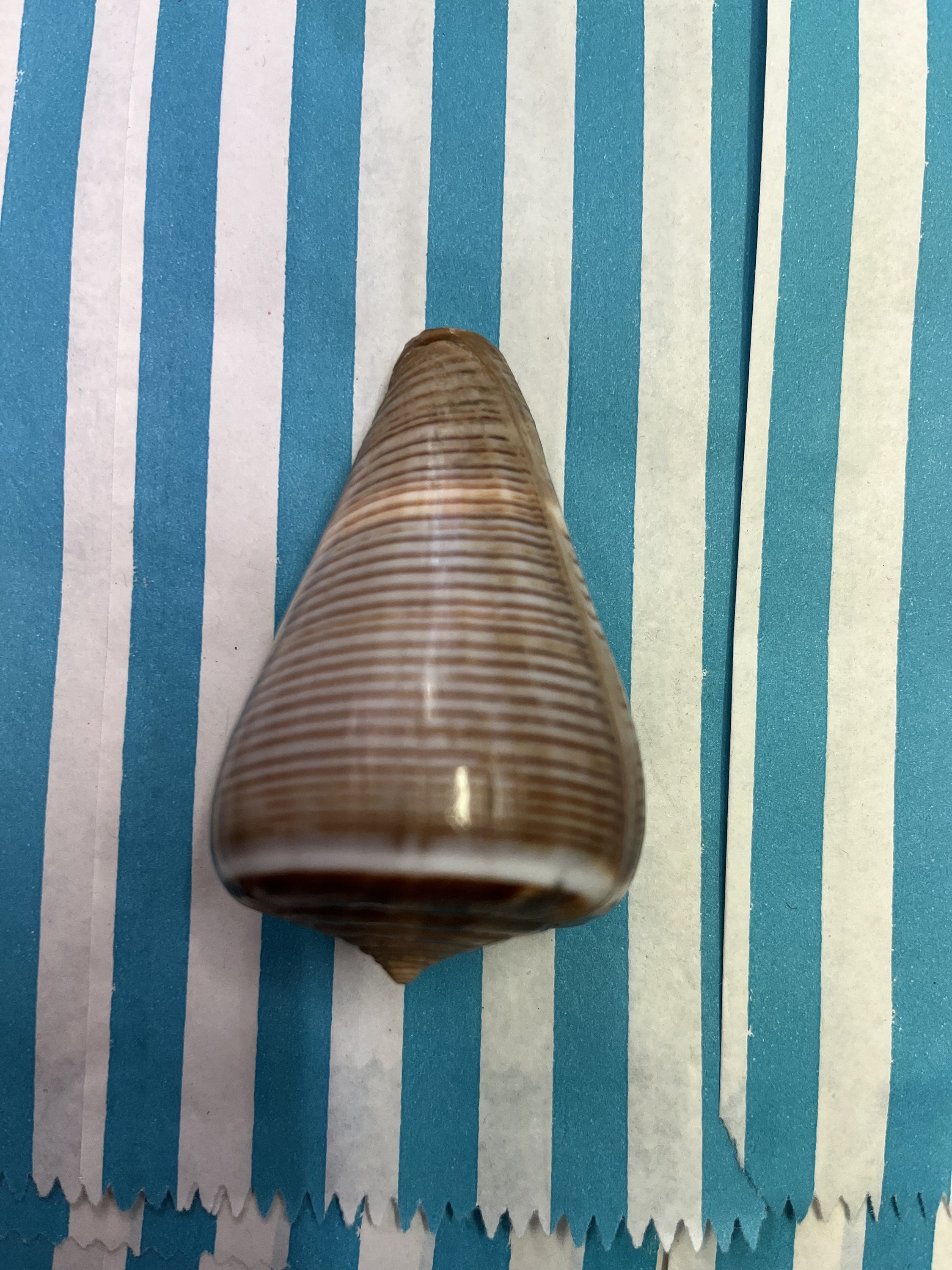 Cone Shell Collection Set of 4 Shells Seashell Selection Natural ...
