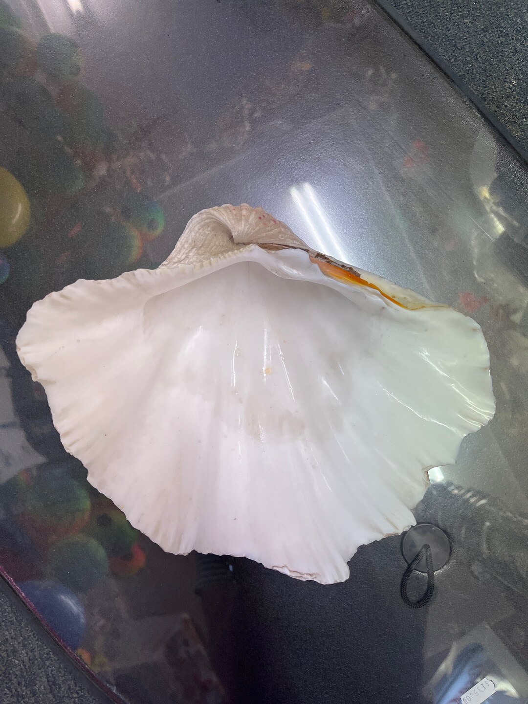 Giant Clam Shell Real Sea Shell Rare Strawberry Bear Claw Clam Horses ...