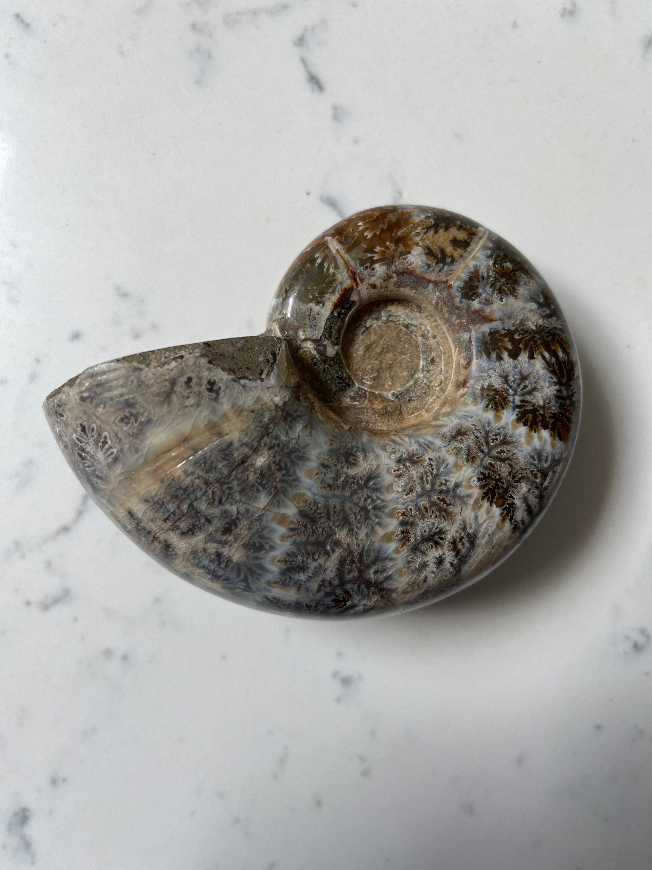 Nautilus Fossil Natural Ancient Chambered Shell Polished Oak Leaf - Etsy