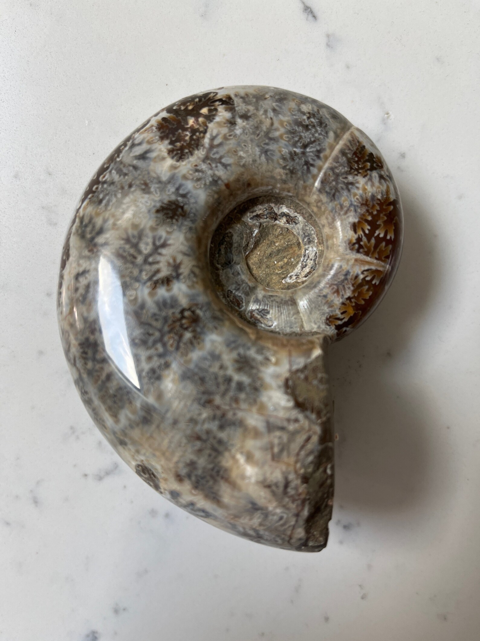 Nautilus Fossil Natural Ancient Chambered Shell Polished Oak Leaf - Etsy