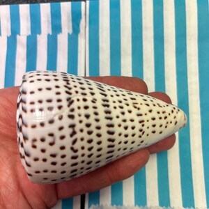 Leopard Cone Shell Large Seashell Conus Leopardus Genuine Real Natural ...